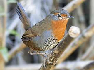 Chucao Tapaculo - eBird