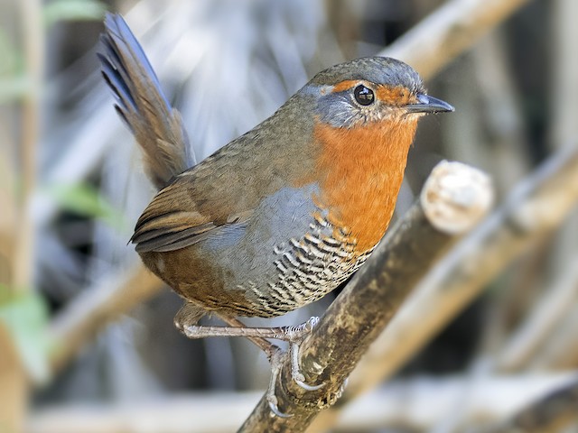Photos - Chucao Tapaculo - Scelorchilus rubecula - Birds of the World