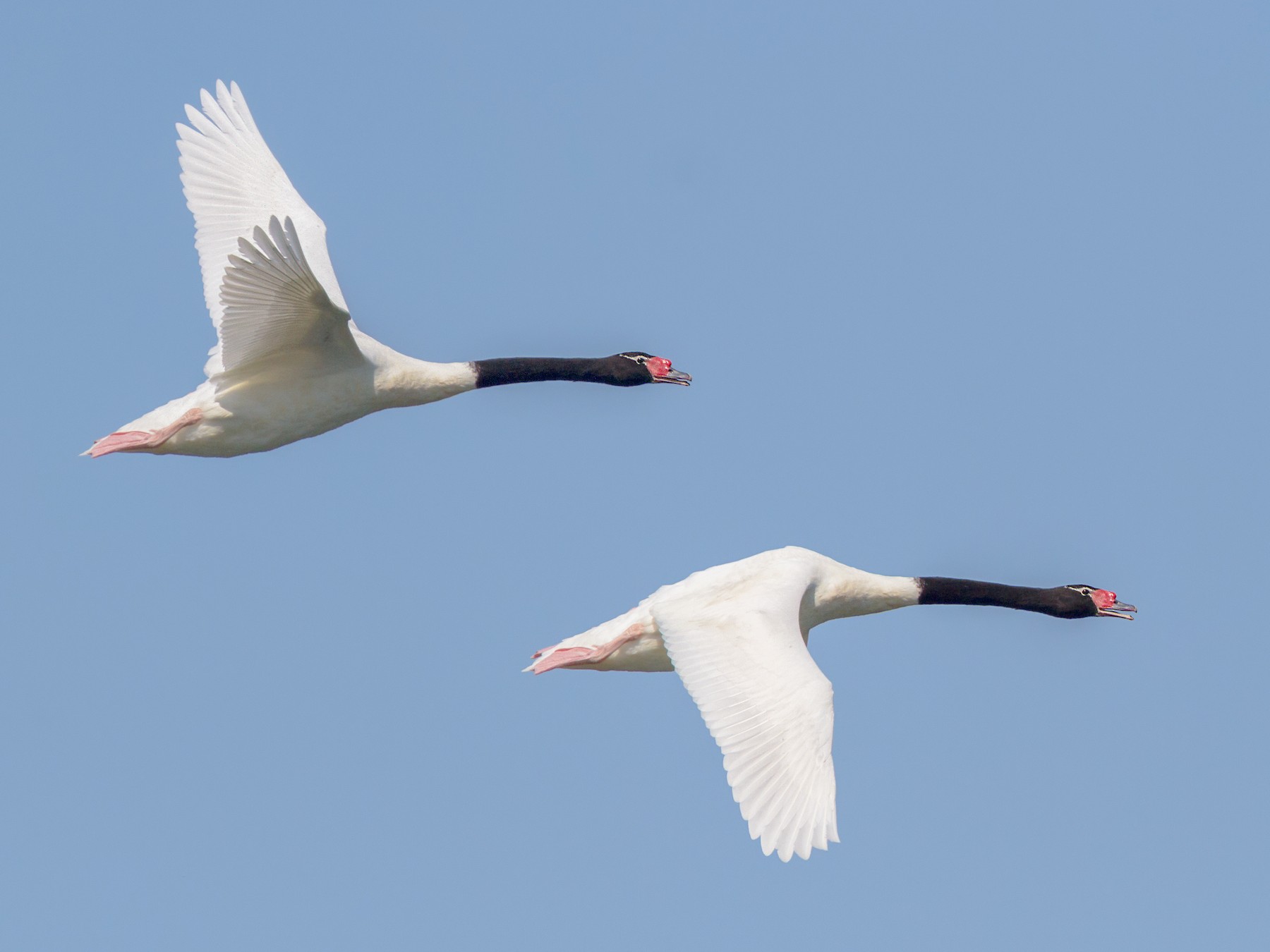 Black-necked Swan - eBird