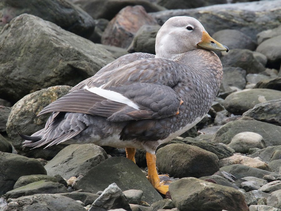 Flightless Steamer-Duck - eBird