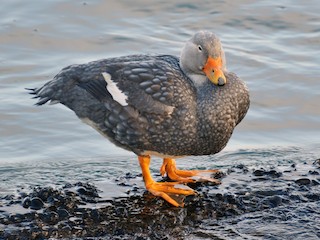 Flightless Steamer-Duck - eBird