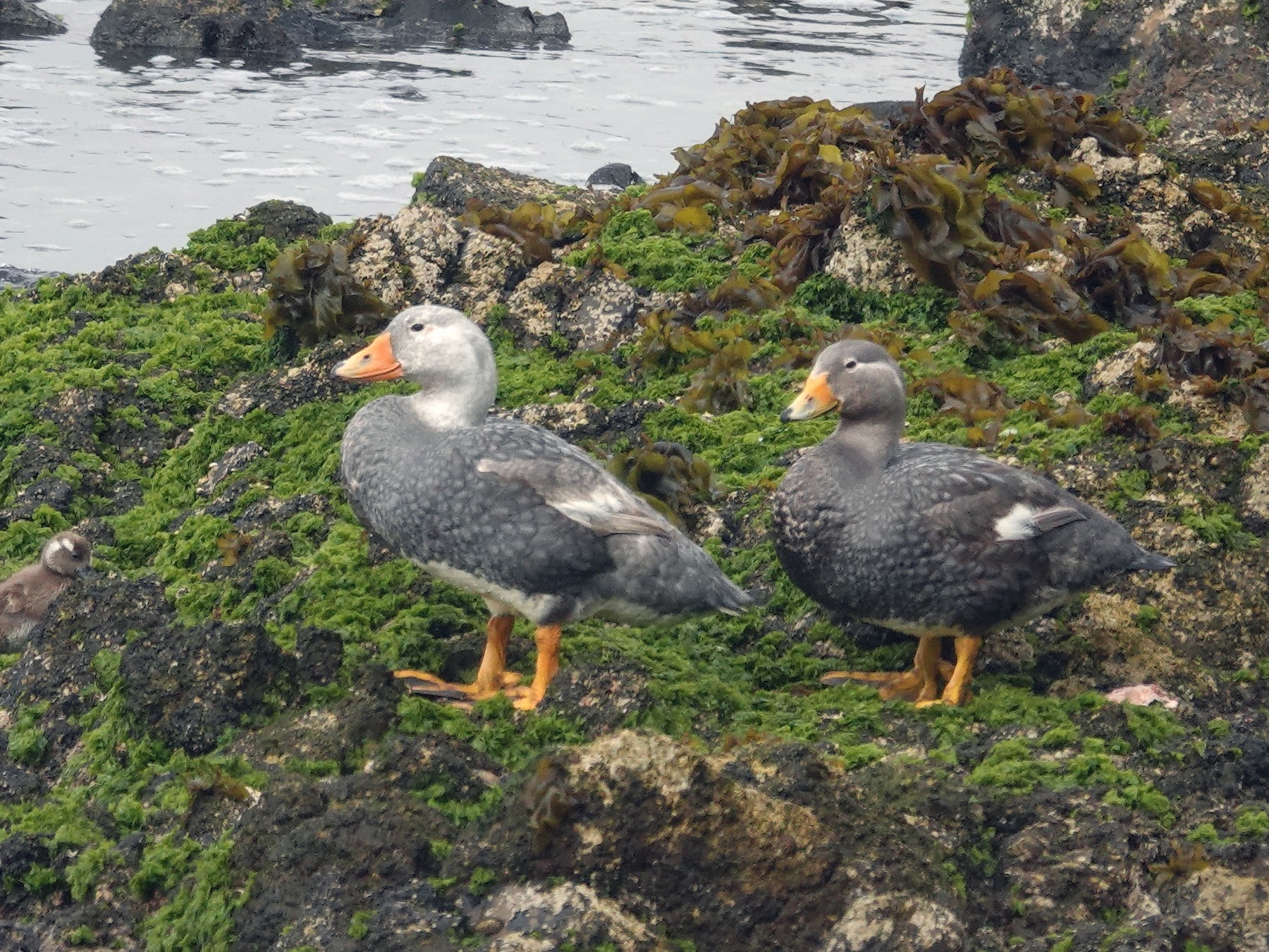 Flightless Steamer-Duck - eBird