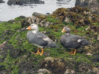 Flightless Steamer-Duck - eBird