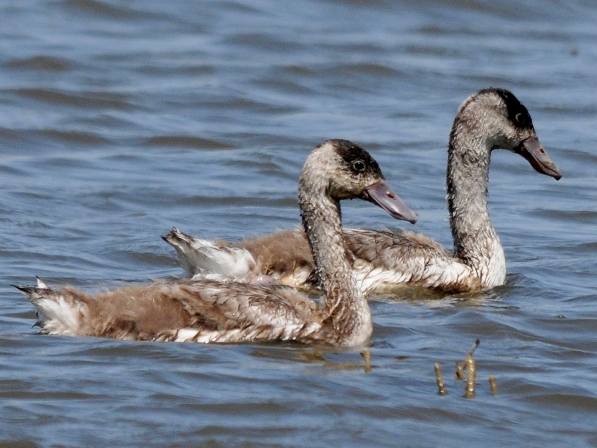 Coscoroba Swan - eBird