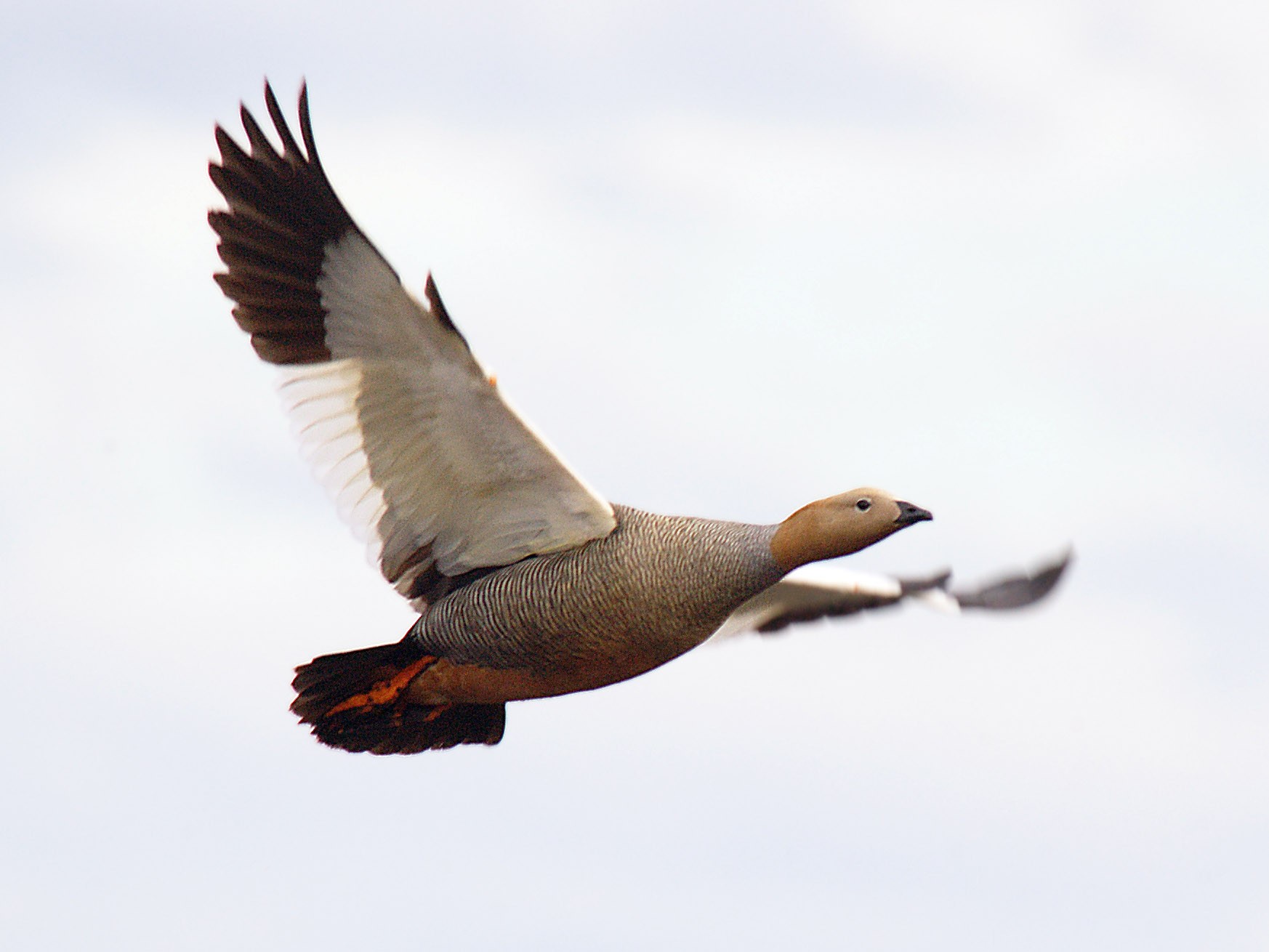 Ruddy-headed Goose - eBird