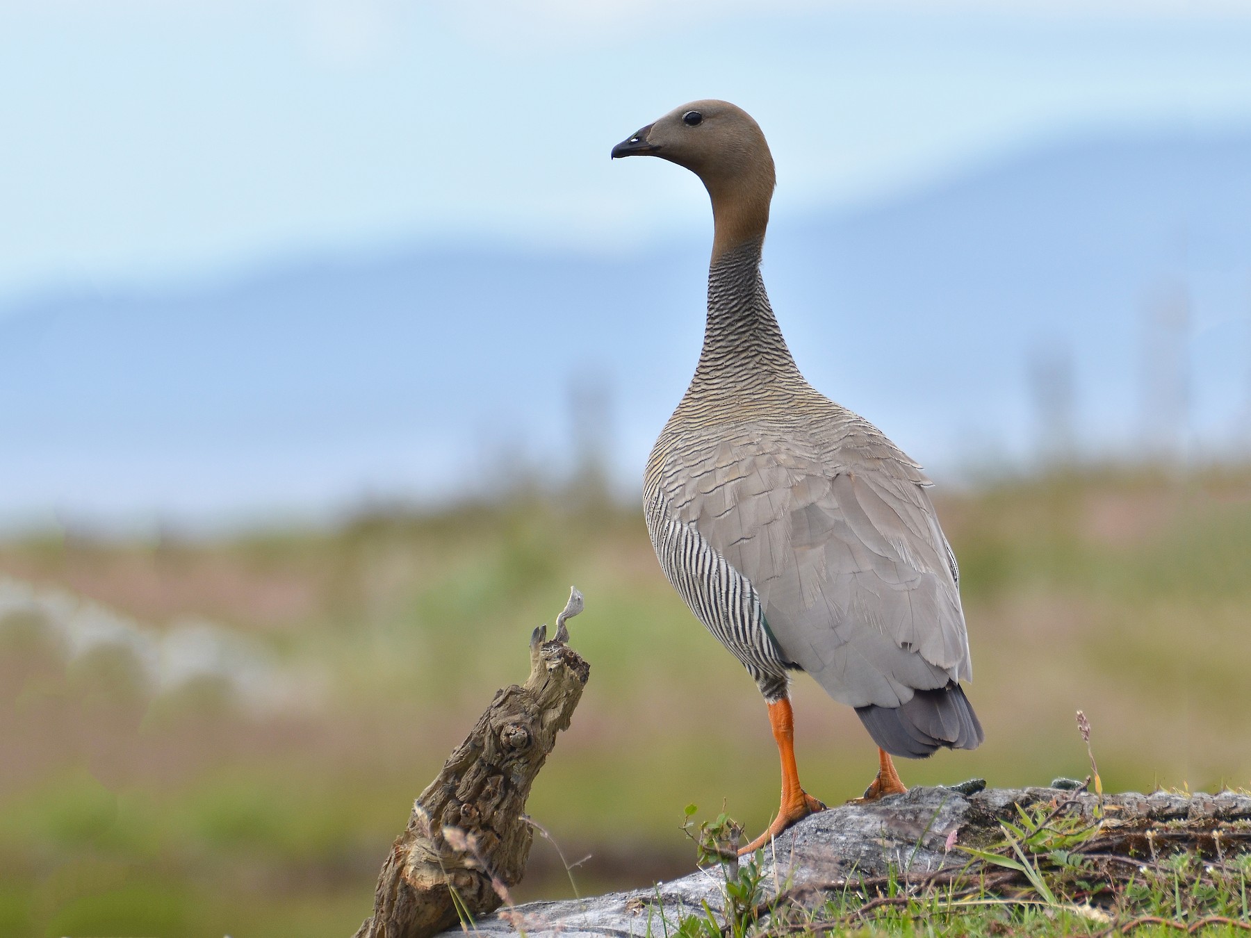 Ruddy-headed Goose - eBird