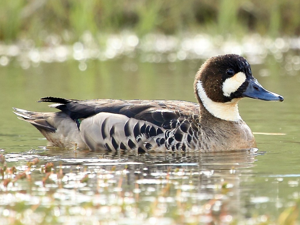 Bronze-winged Duck - eBird