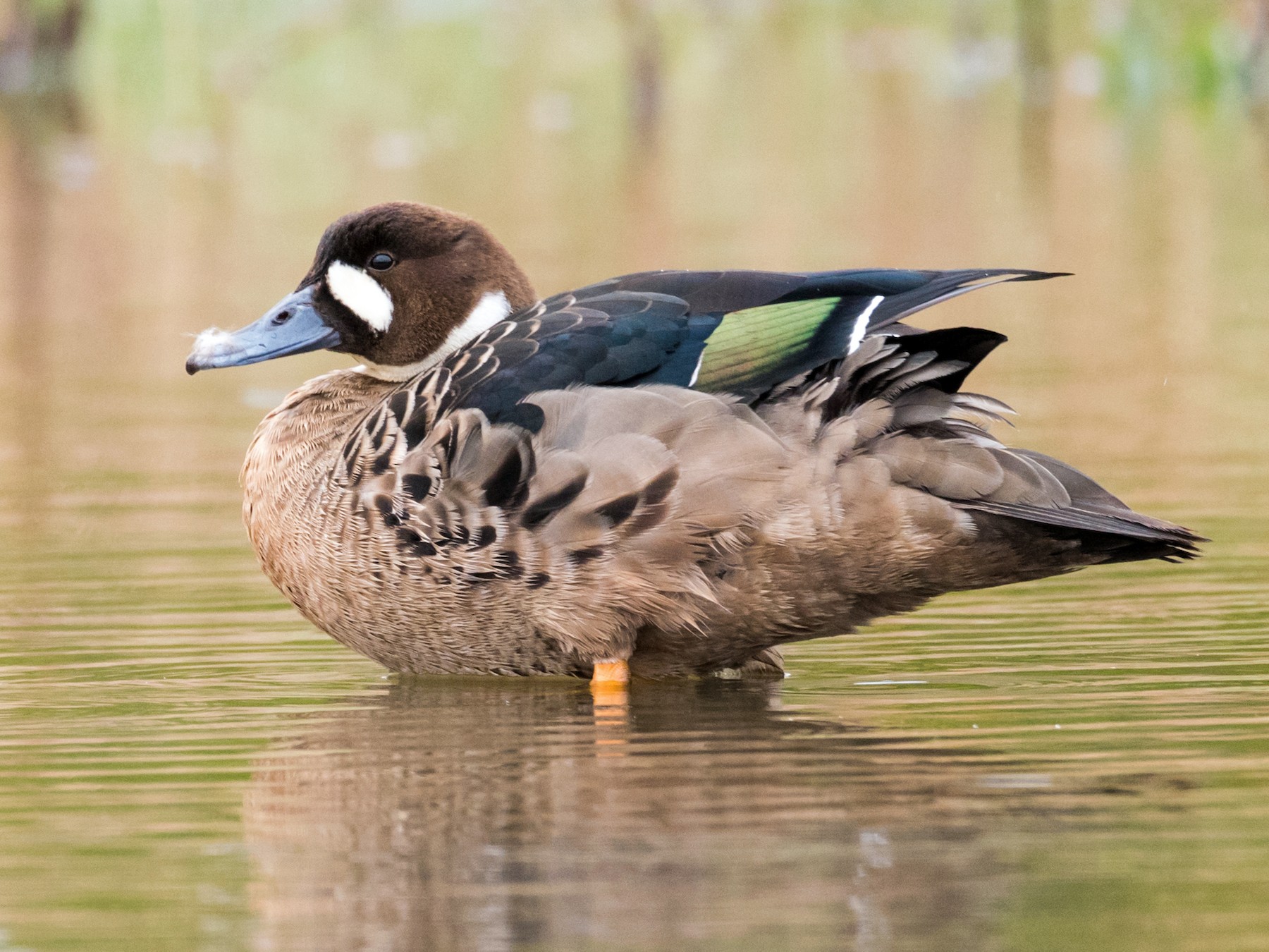 Spectacled Duck - eBird