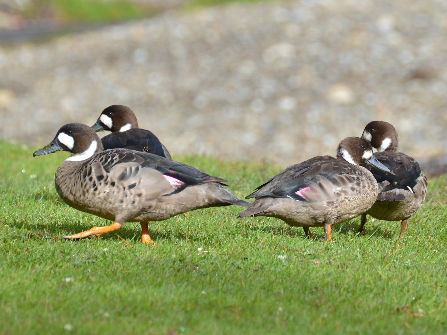 Spectacled Duck - eBird