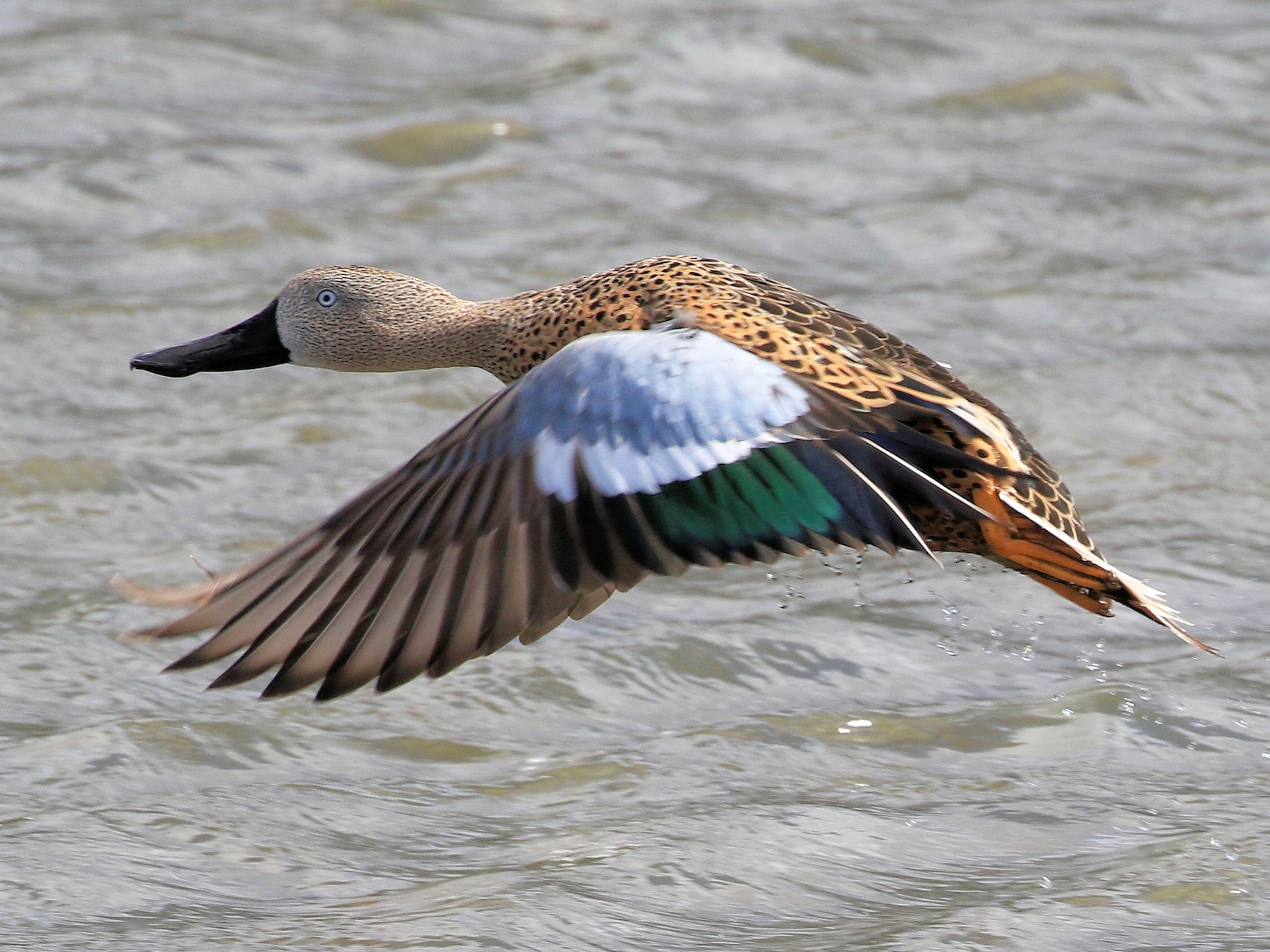 Red Shoveler - eBird