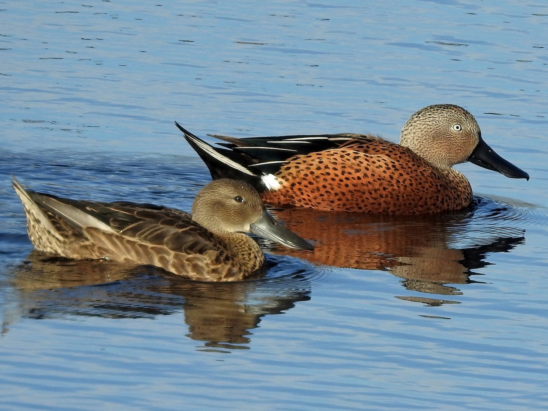 Red Shoveler - eBird