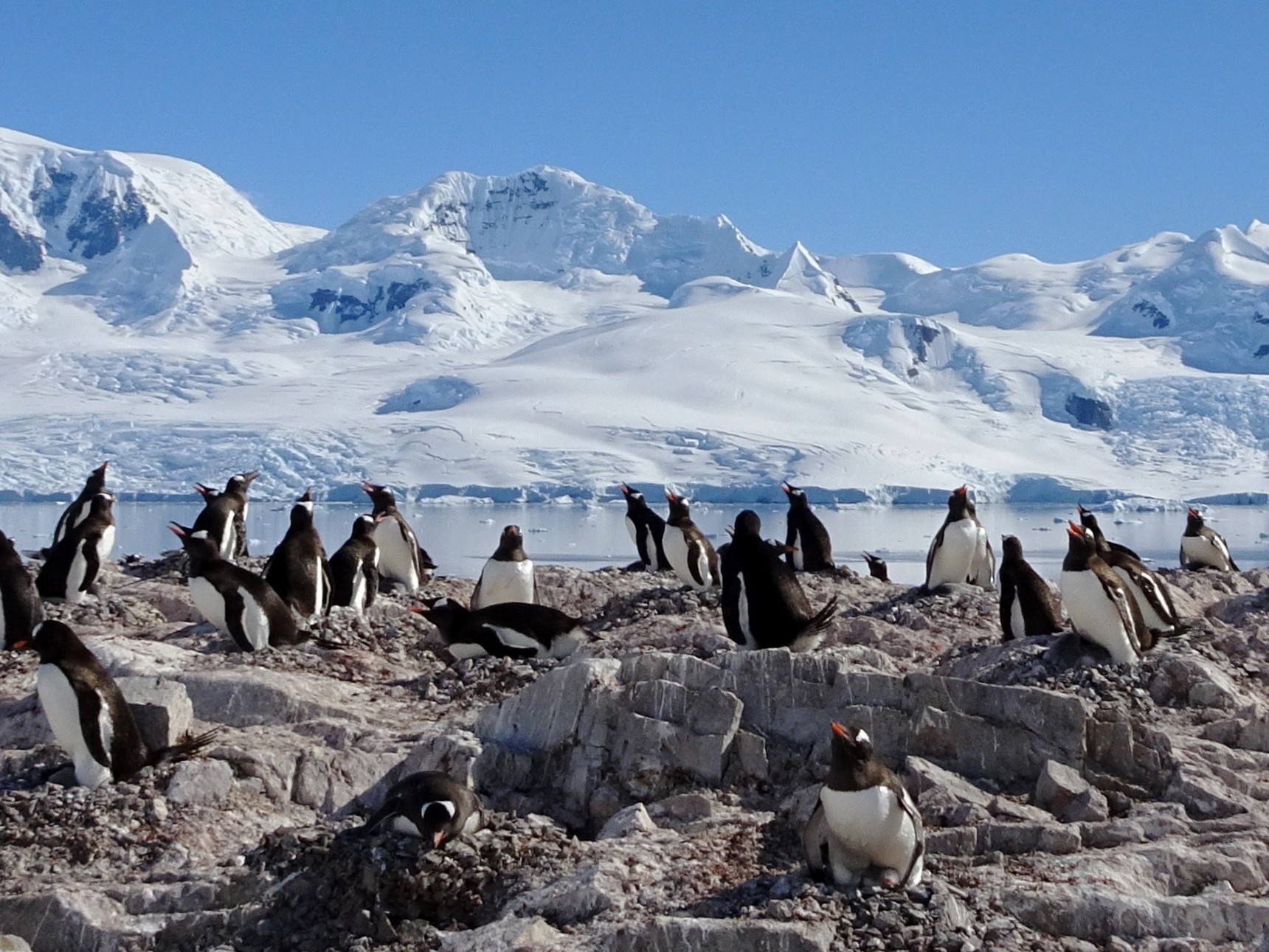 pingwin białobrewy - eBird