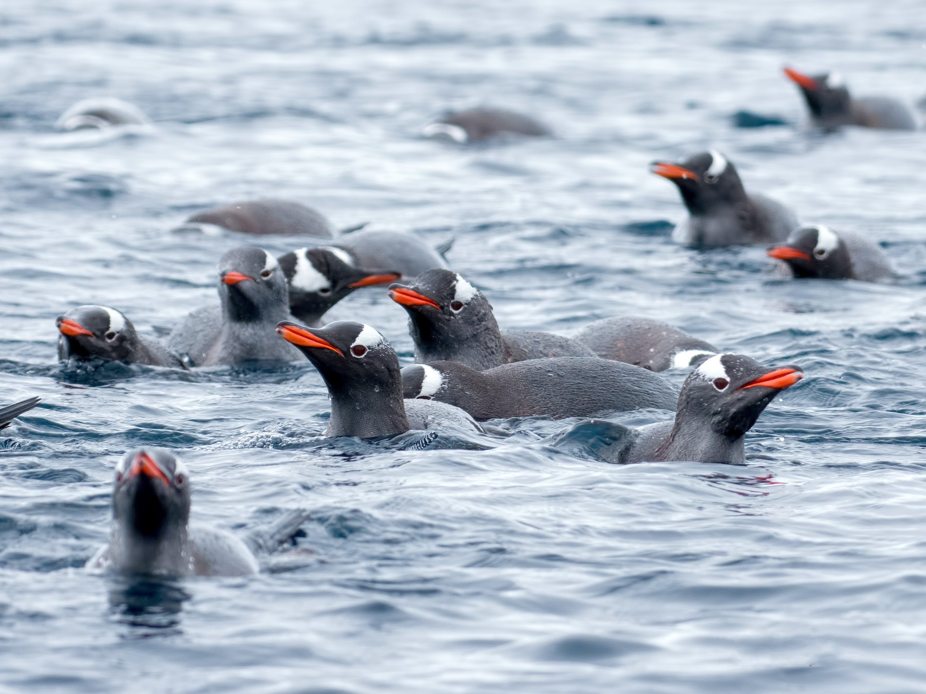 Gentoo Penguin - eBird