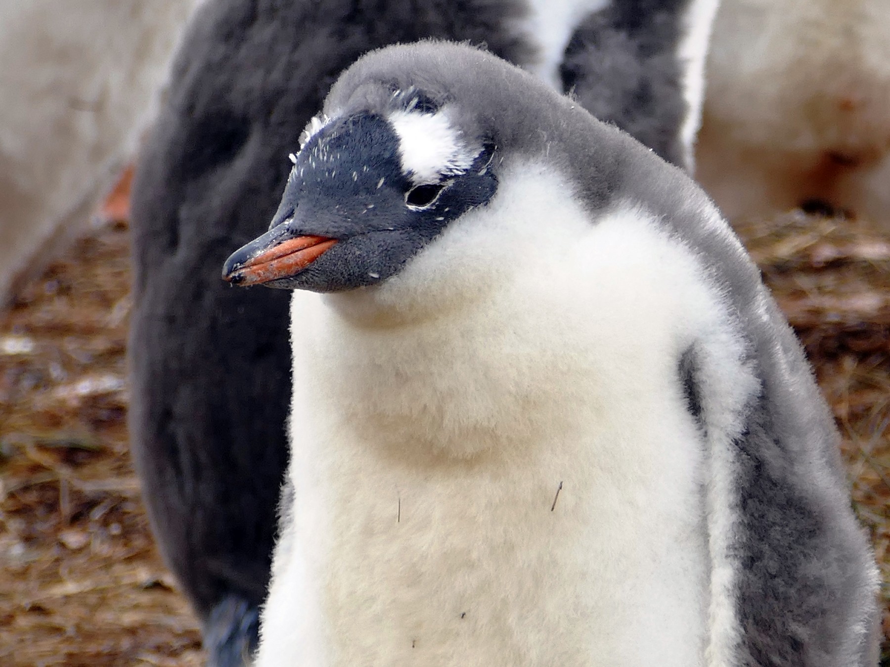 Gentoo Penguin - eBird