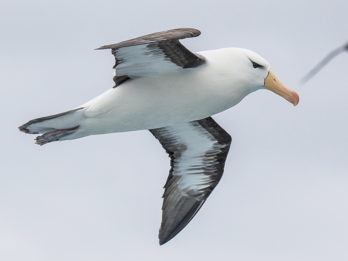 Black-browed Albatross - eBird
