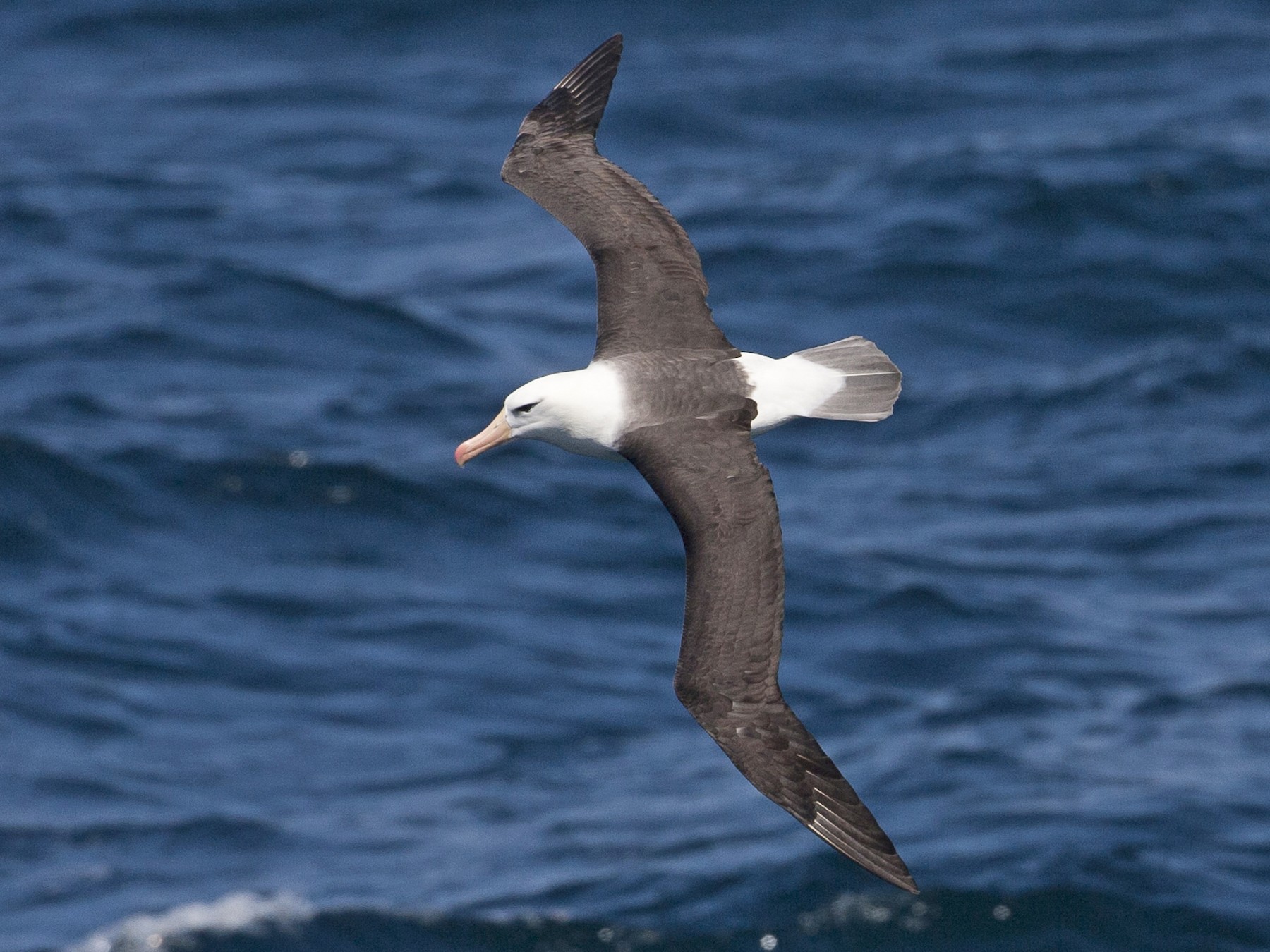 Black-browed Albatross - eBird