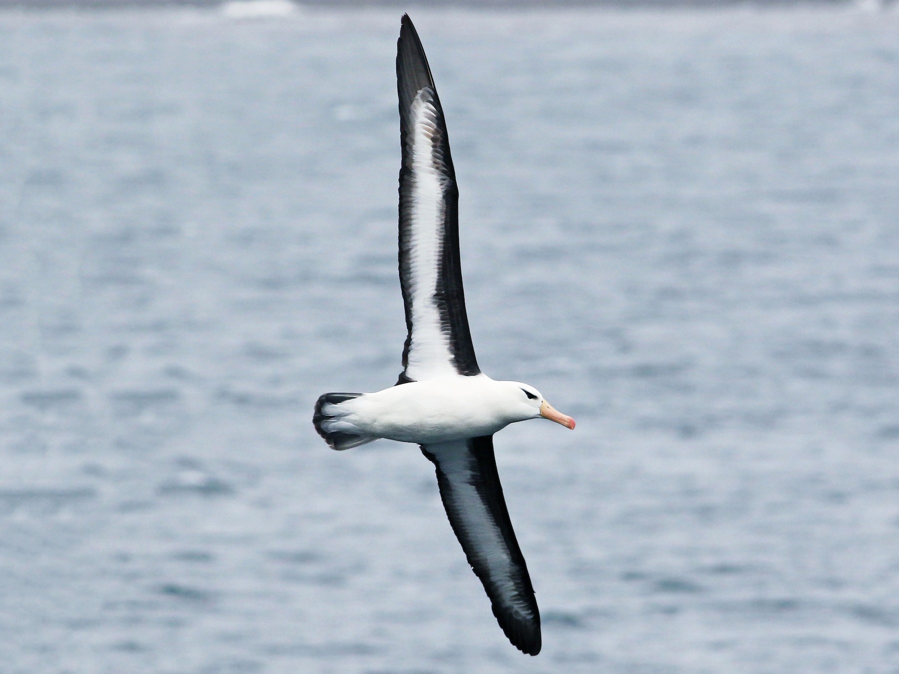 Black-browed Albatross - eBird