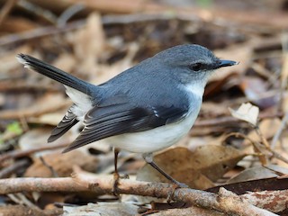 White-breasted Robin - Eopsaltria georgiana - Birds of the World