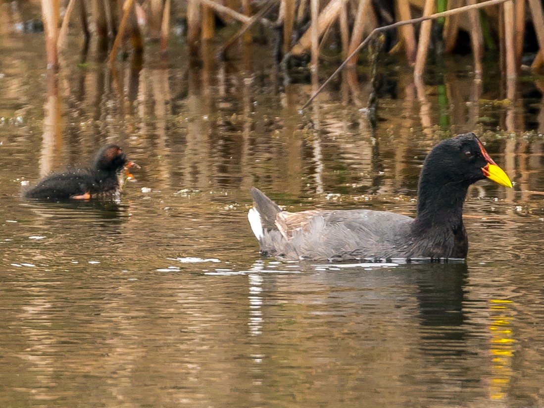 Red-fronted Coot - eBird