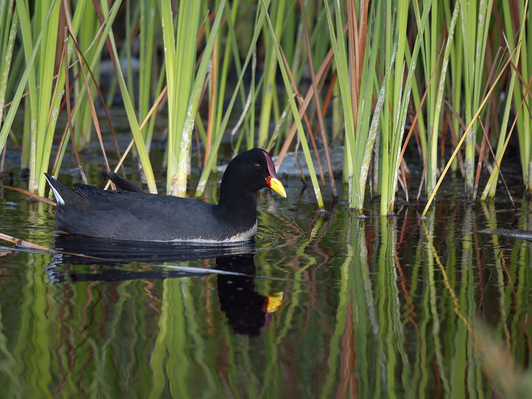 Red-fronted Coot - eBird