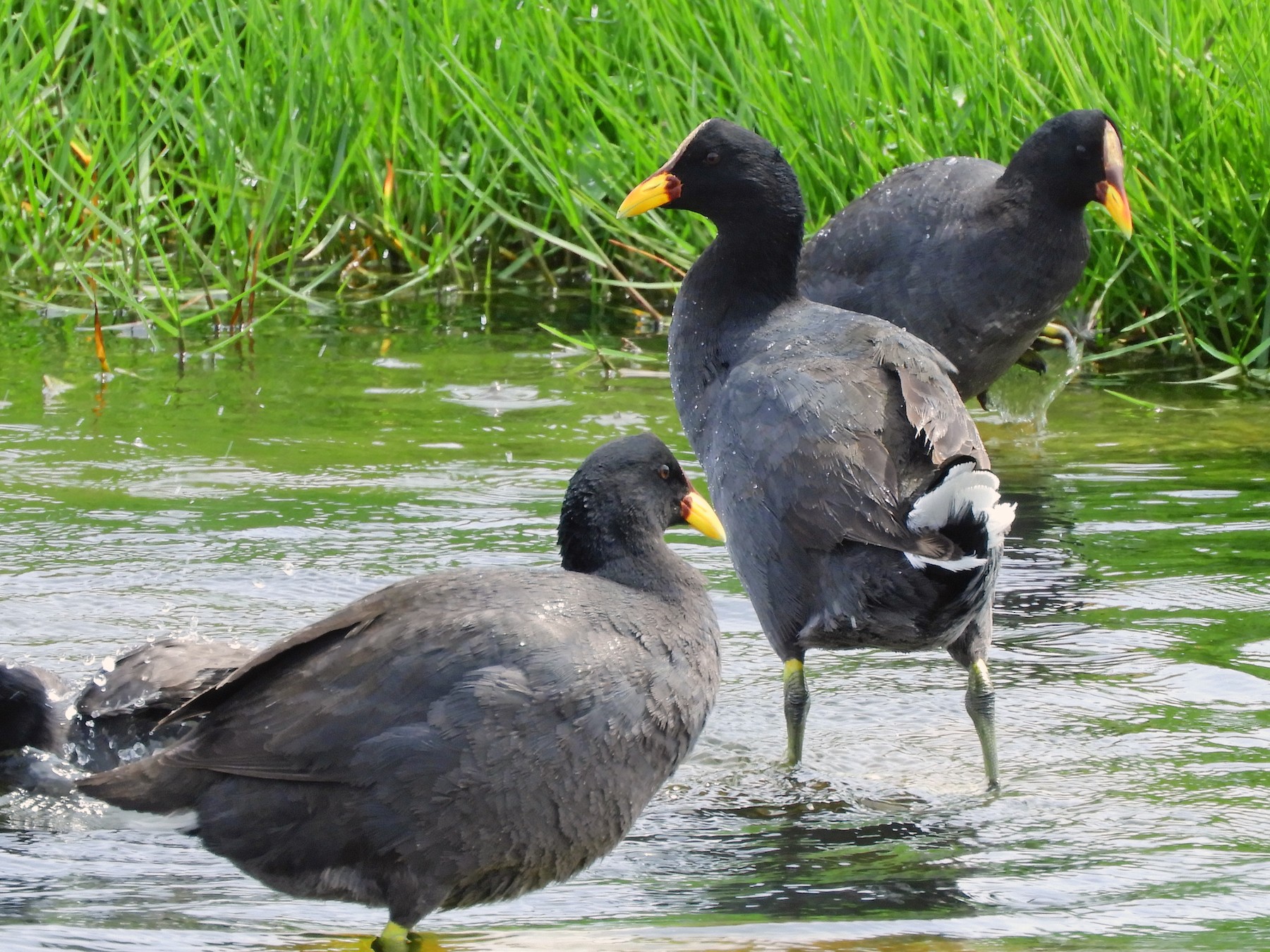 Red-fronted Coot - eBird