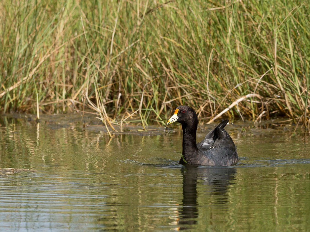 White-winged Coot - eBird