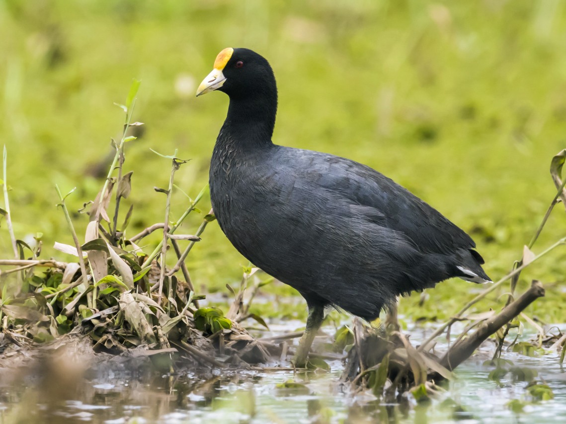 White-winged Coot - eBird
