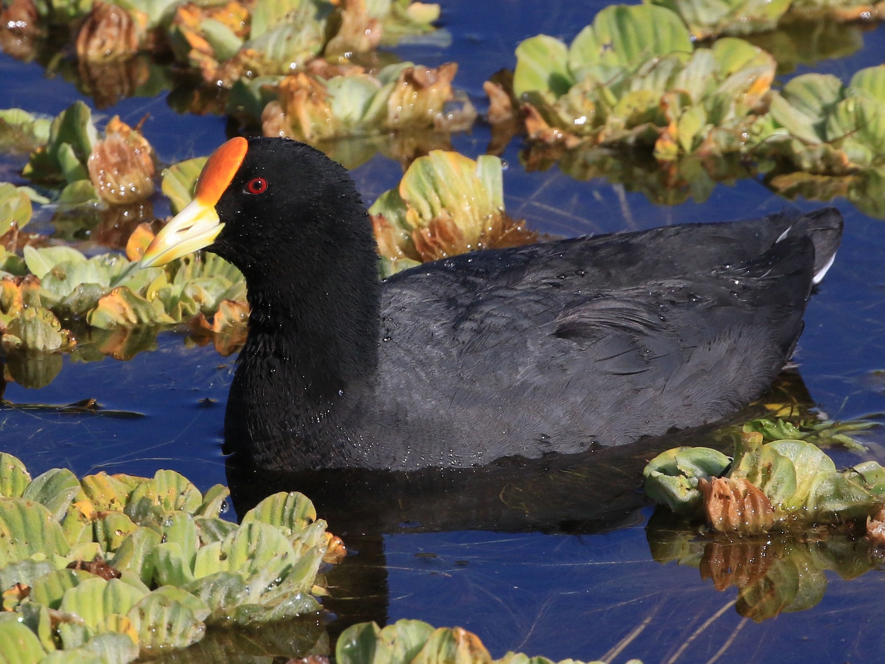 White-winged Coot - eBird