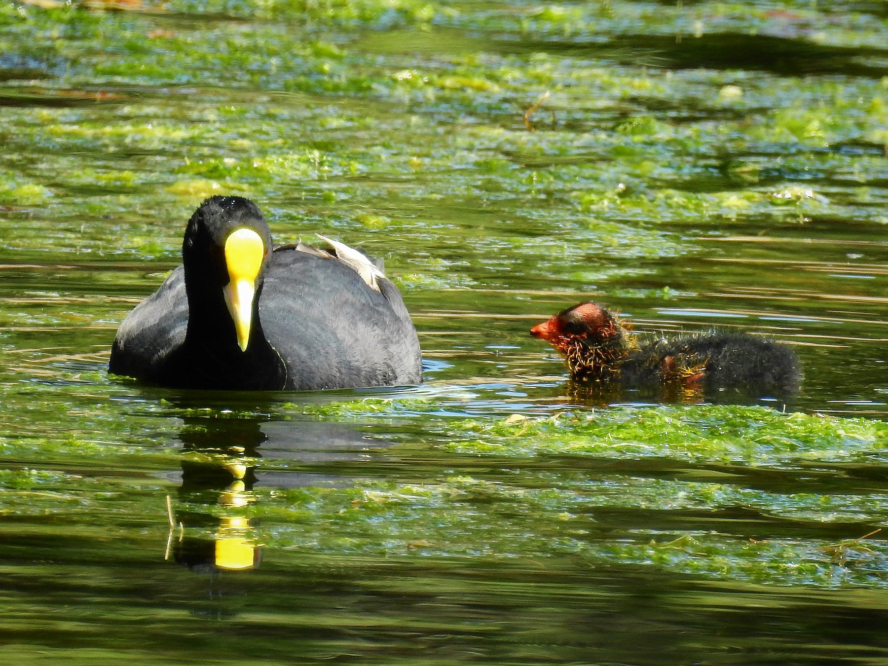 White-winged Coot - eBird