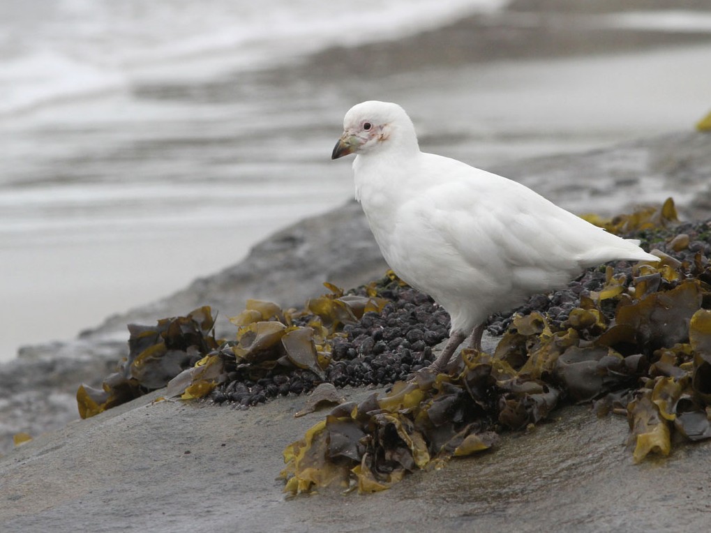 Snowy Sheathbill - eBird