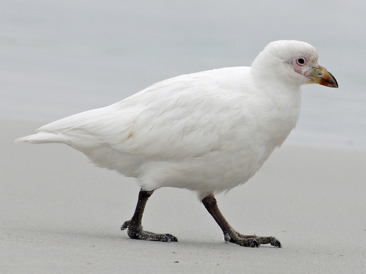 Snowy Sheathbill - Chionis albus - Birds of the World