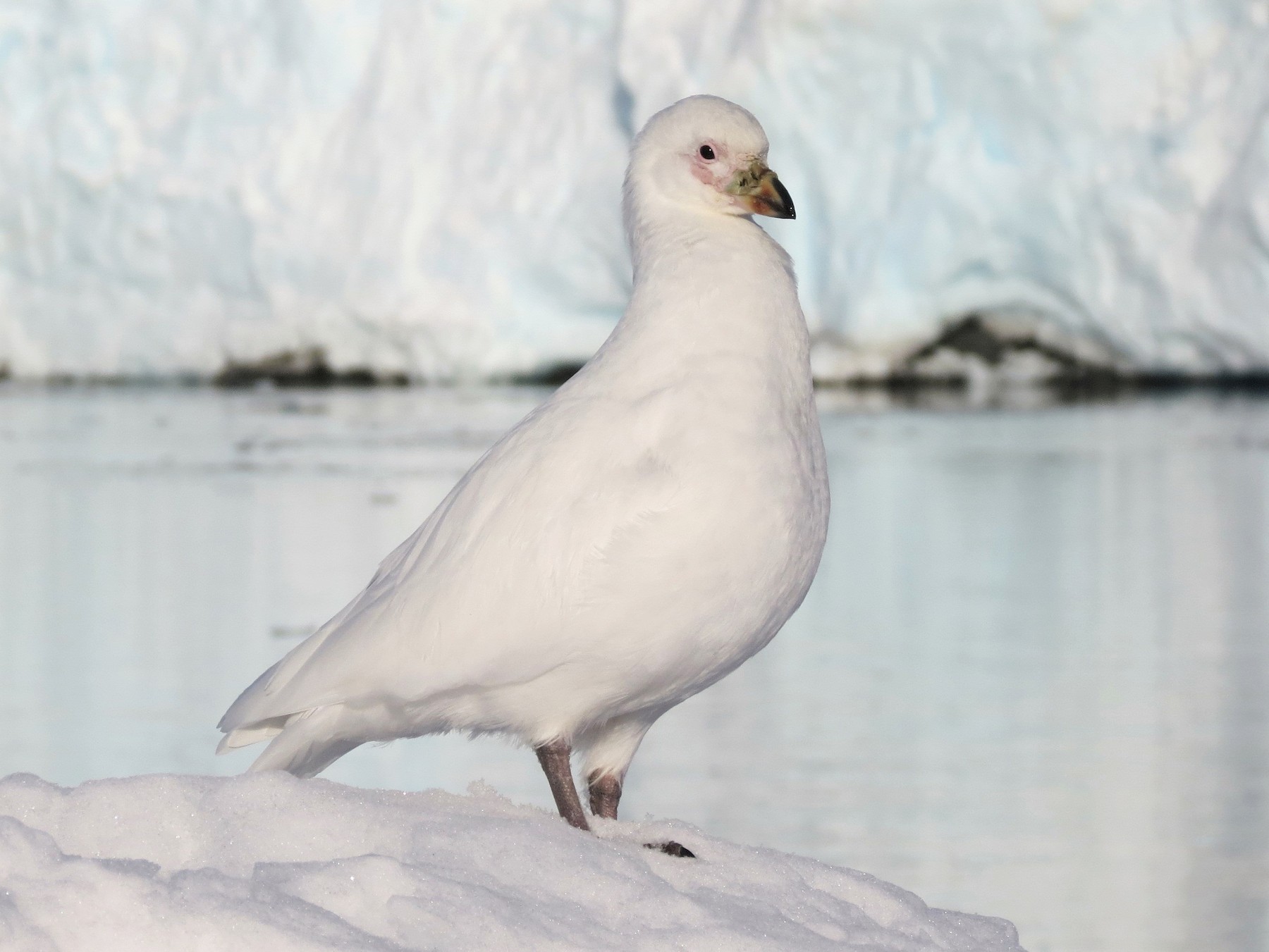 Snowy Sheathbill - eBird