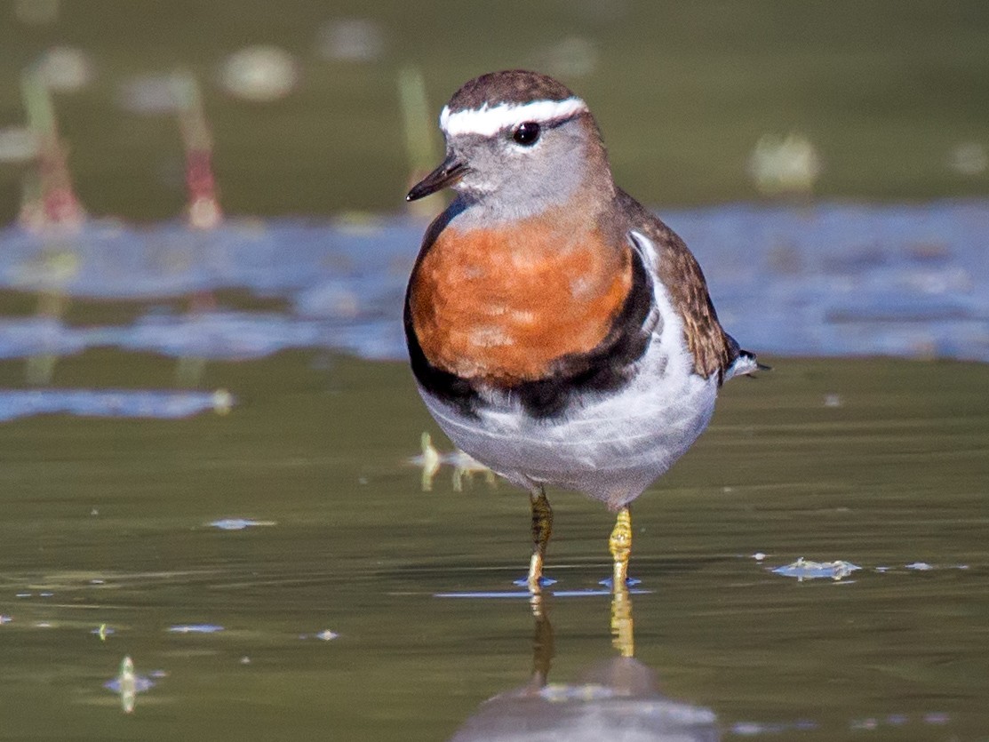Chorlito Chileno - eBird