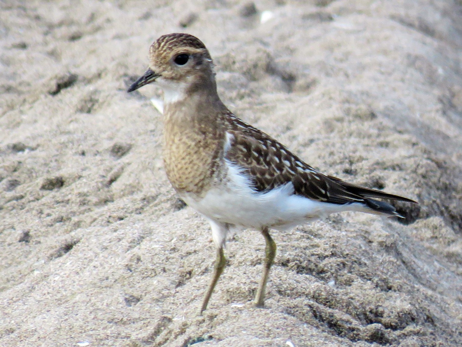 Rufous-chested Dotterel - eBird