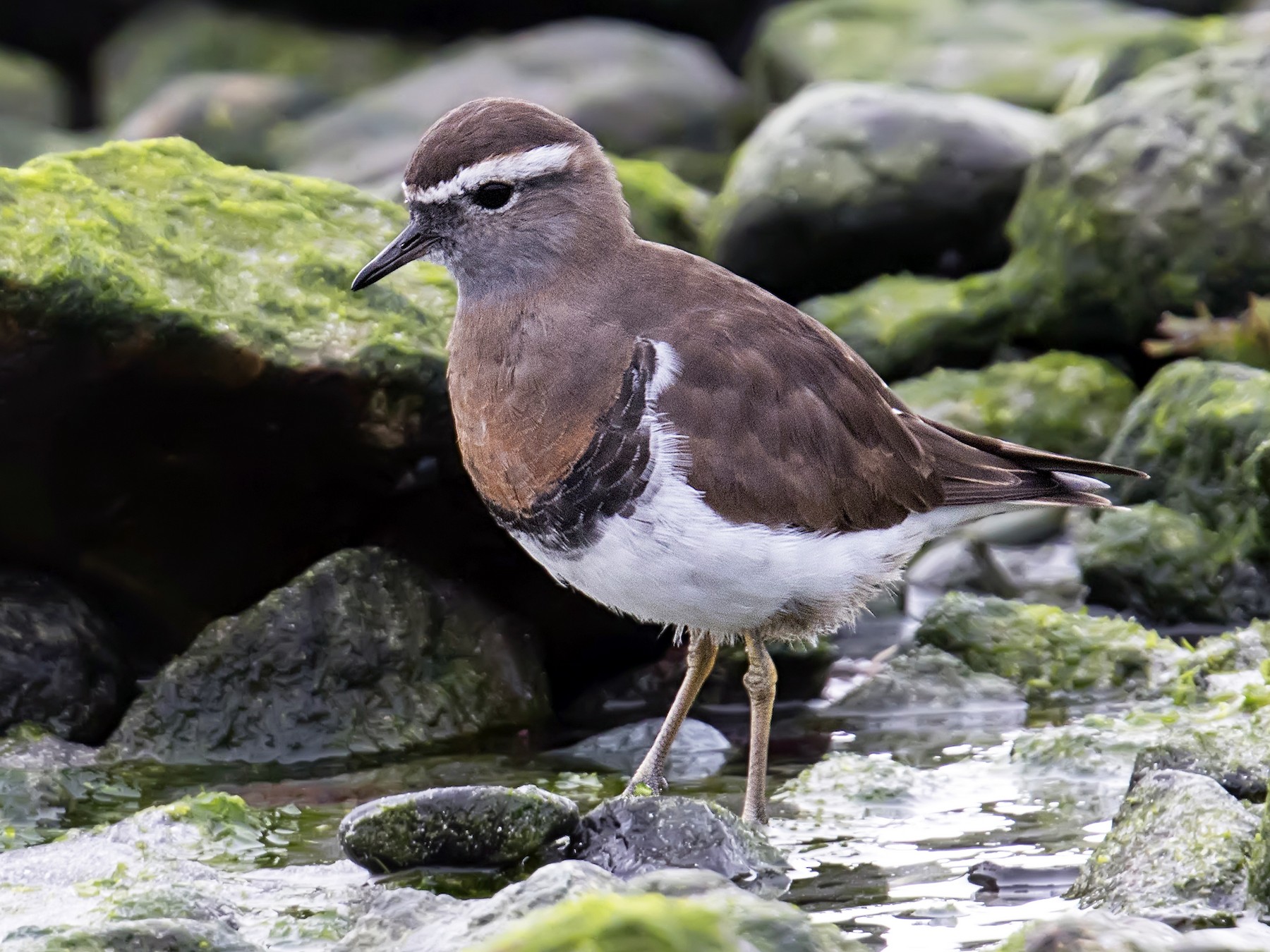 Rufous-chested Dotterel - eBird