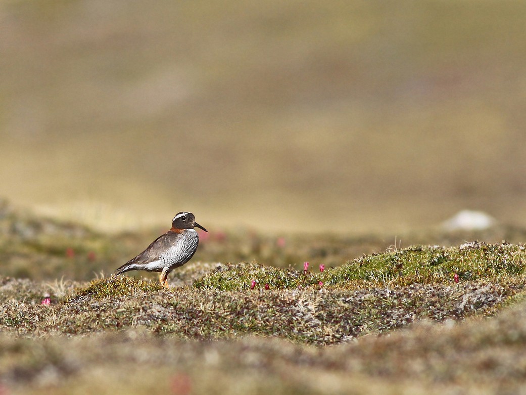 Diademed Sandpiper-Plover - eBird