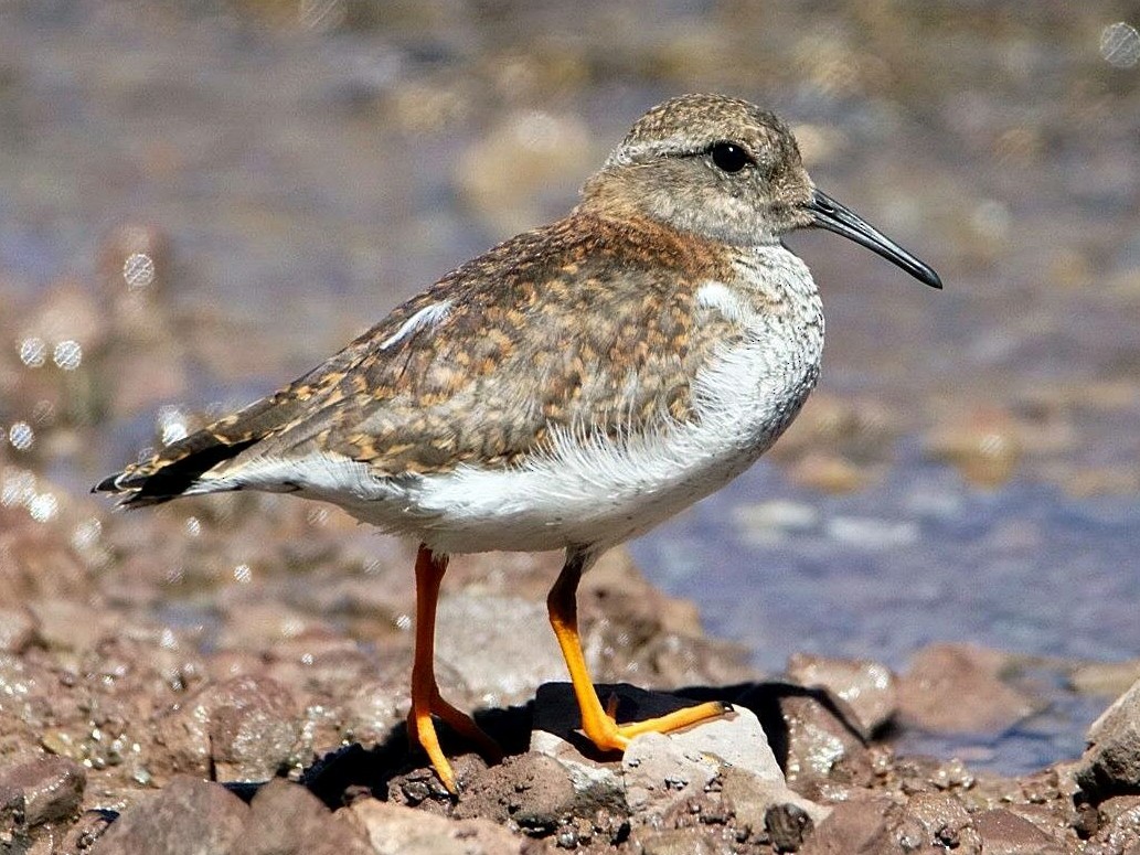 Diademed Sandpiper-Plover - eBird