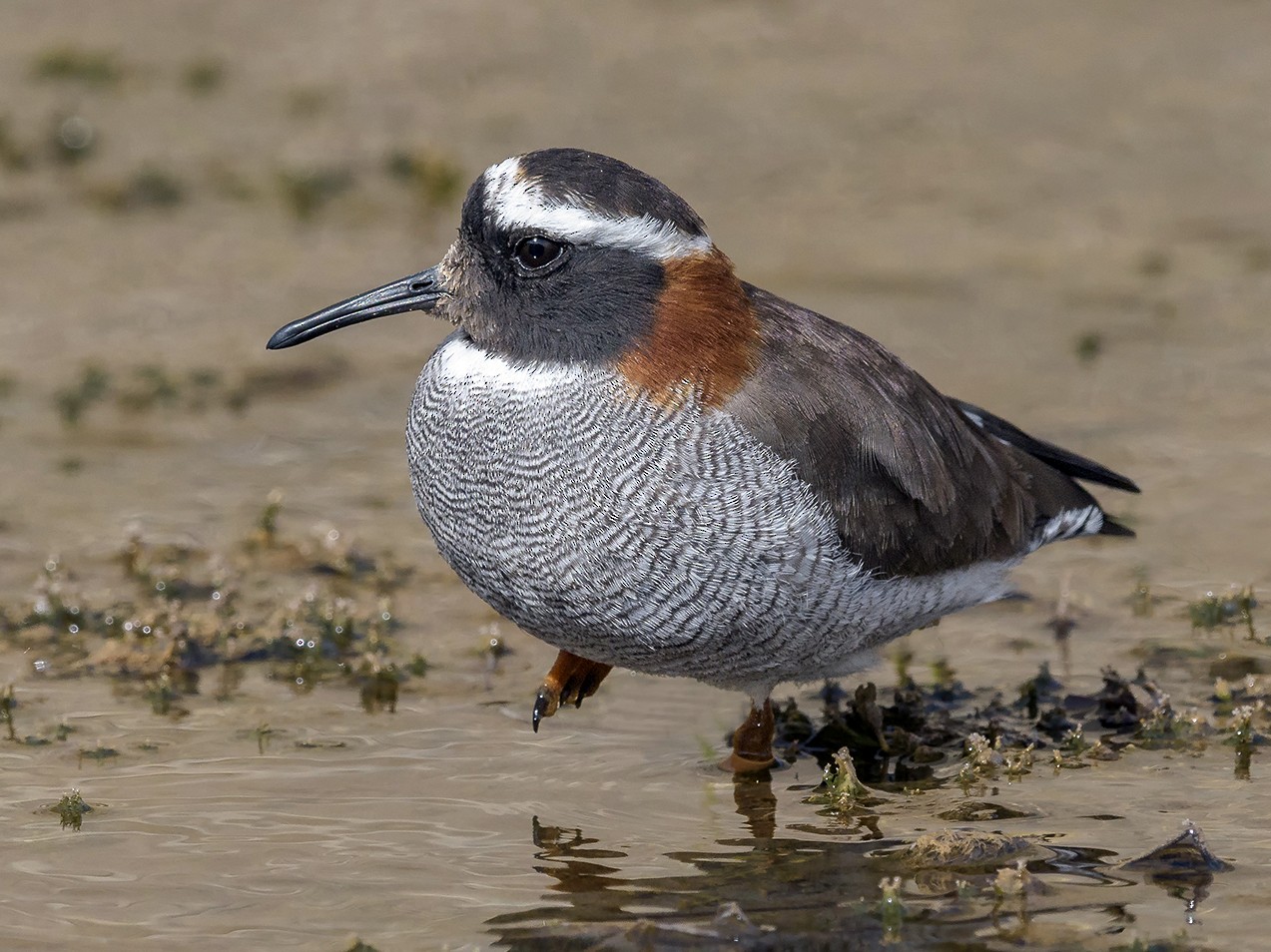 Diademed Sandpiper-Plover - eBird