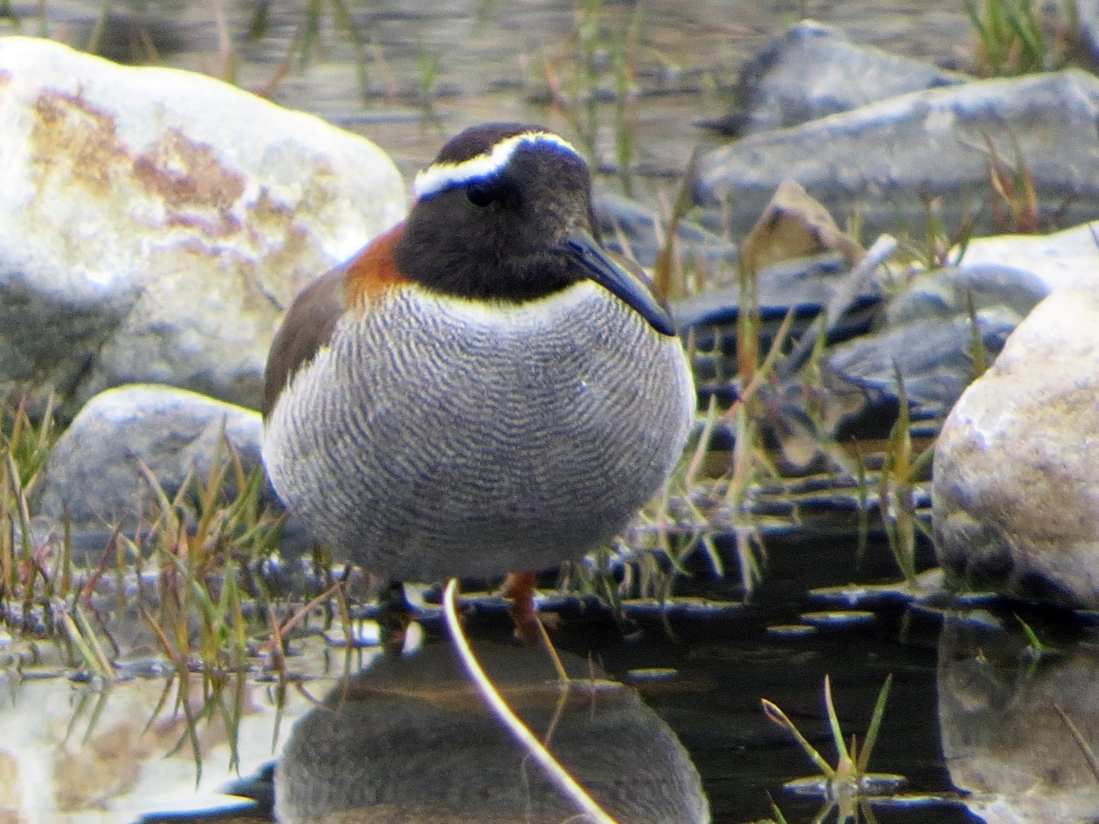 Diademed Sandpiper-Plover - eBird