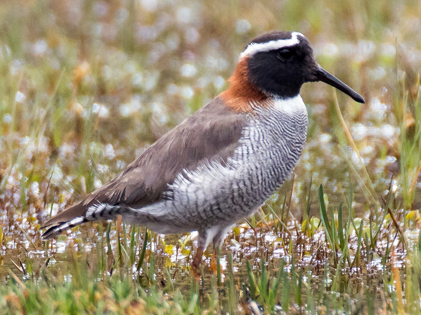 Diademed Sandpiper-Plover - eBird