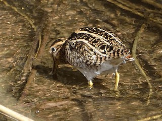 Puna Snipe - eBird