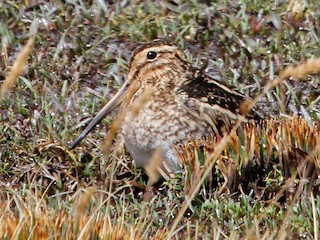 Puna Snipe - eBird