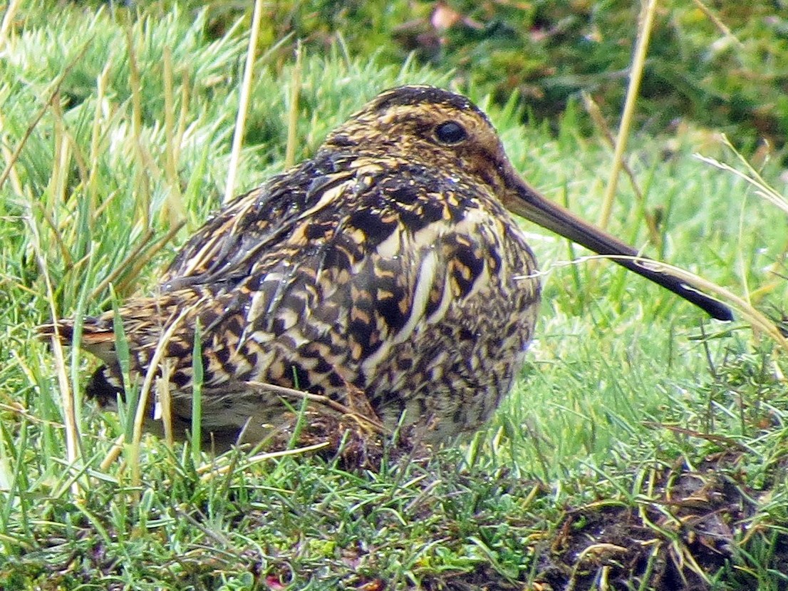 Puna Snipe - Gallinago andina - Birds of the World