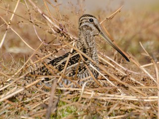 Puna Snipe - eBird