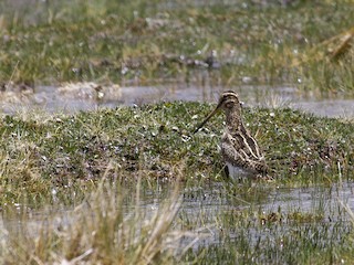 Puna Snipe - eBird