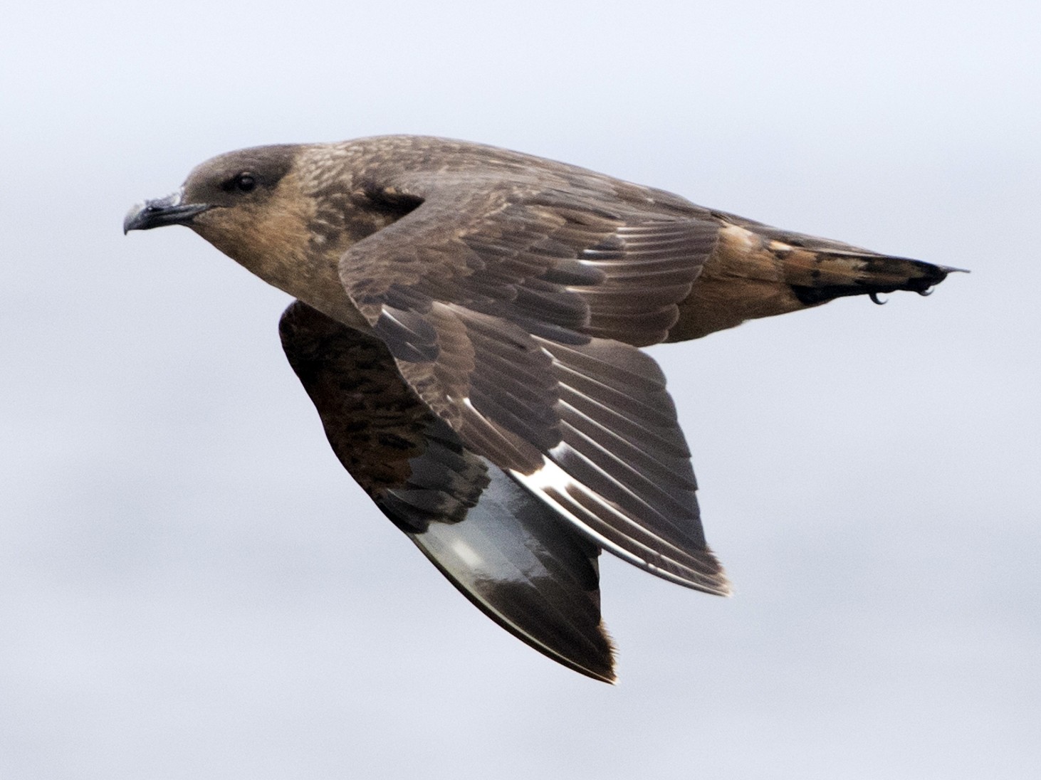 Chilean Skua - eBird