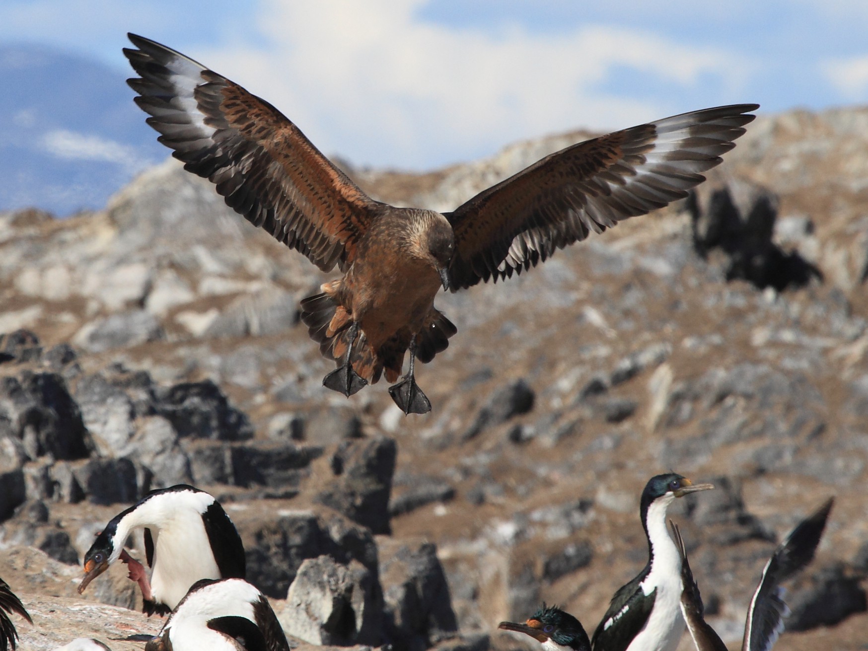 Alcaide-chileno - eBird