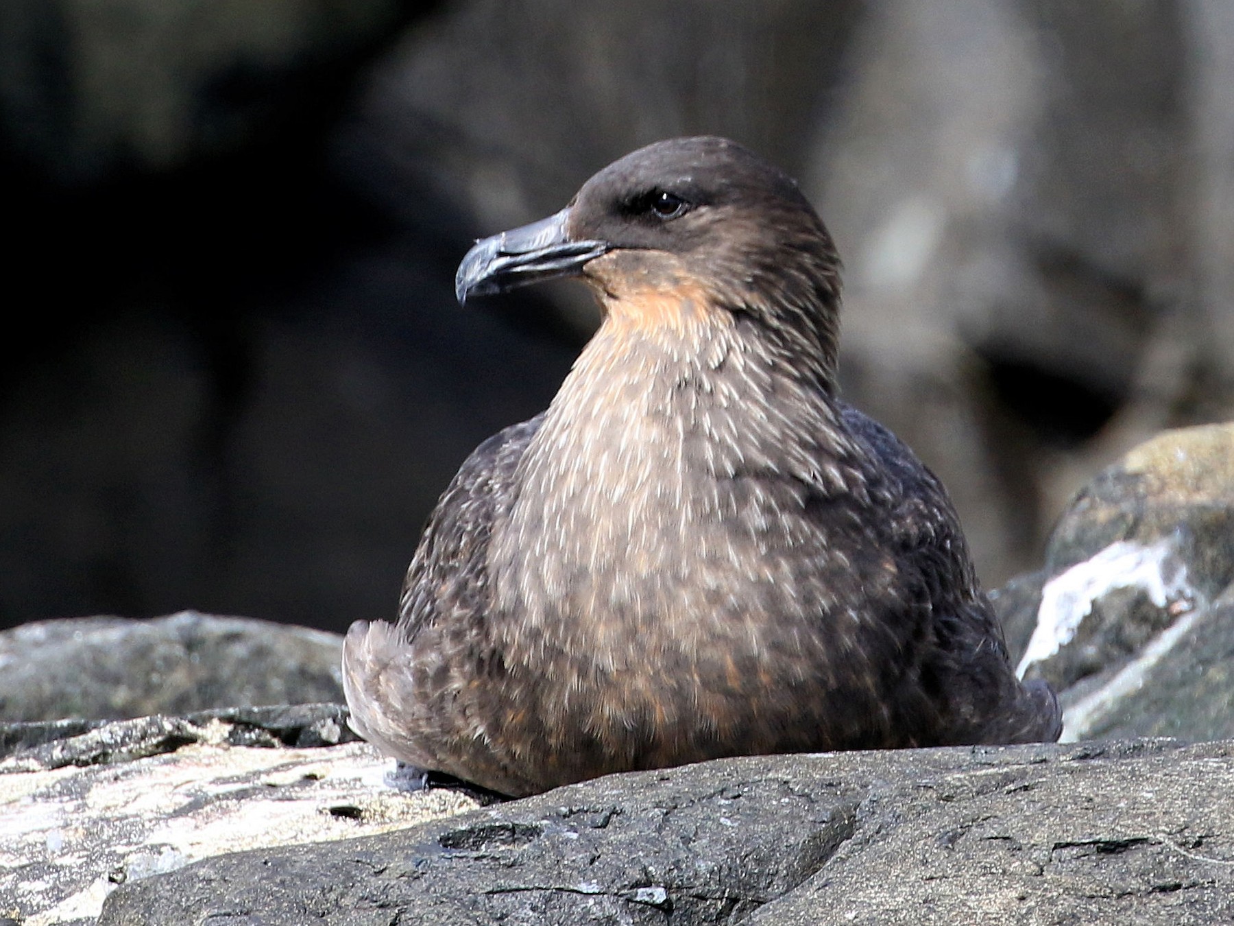 Chilean Skua - eBird