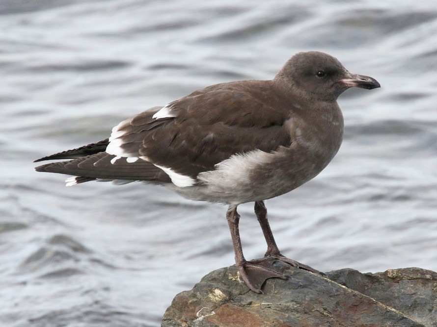 Dolphin Gull - eBird