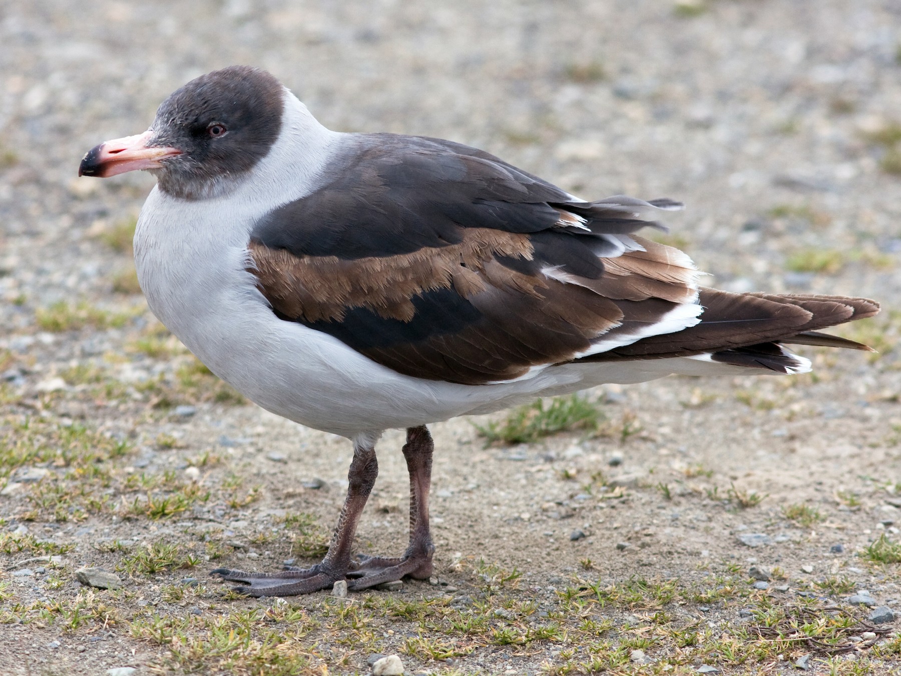 Dolphin Gull - eBird